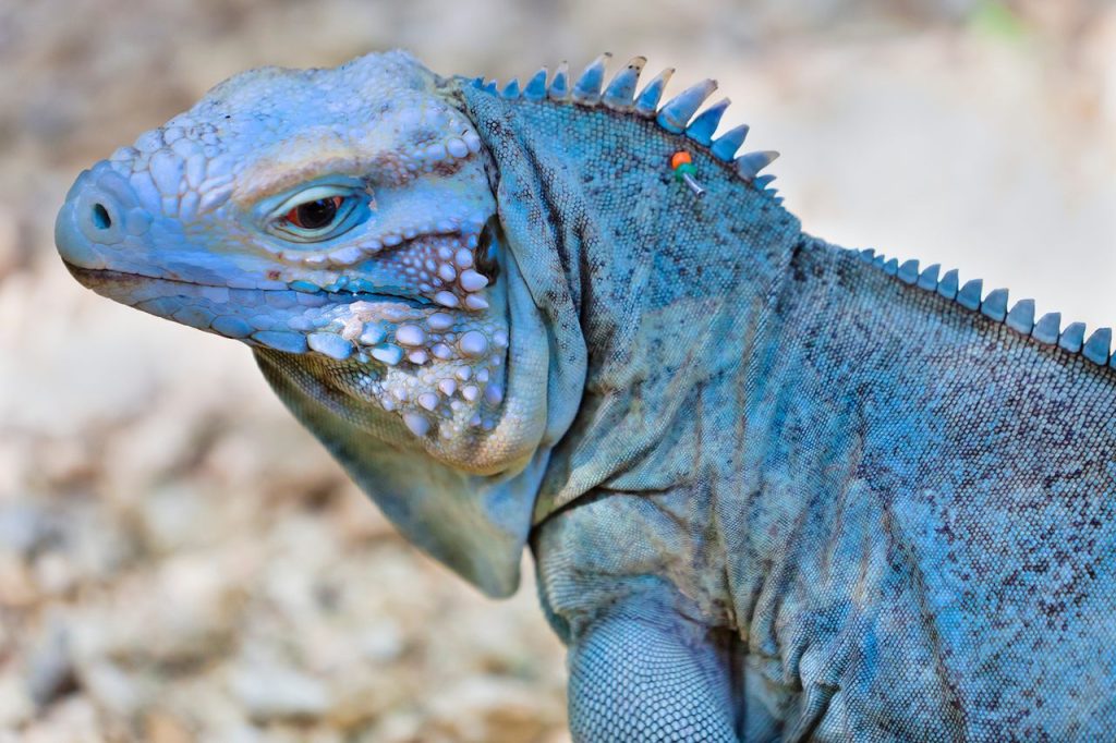 Meet the Grand Cayman Blue Iguana - AnimalPages