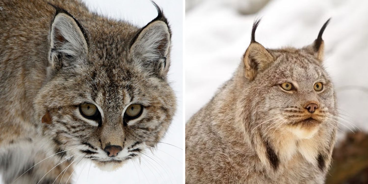 Bobcat vs Lynx: Masters of North American Wilds – AnimalPages
