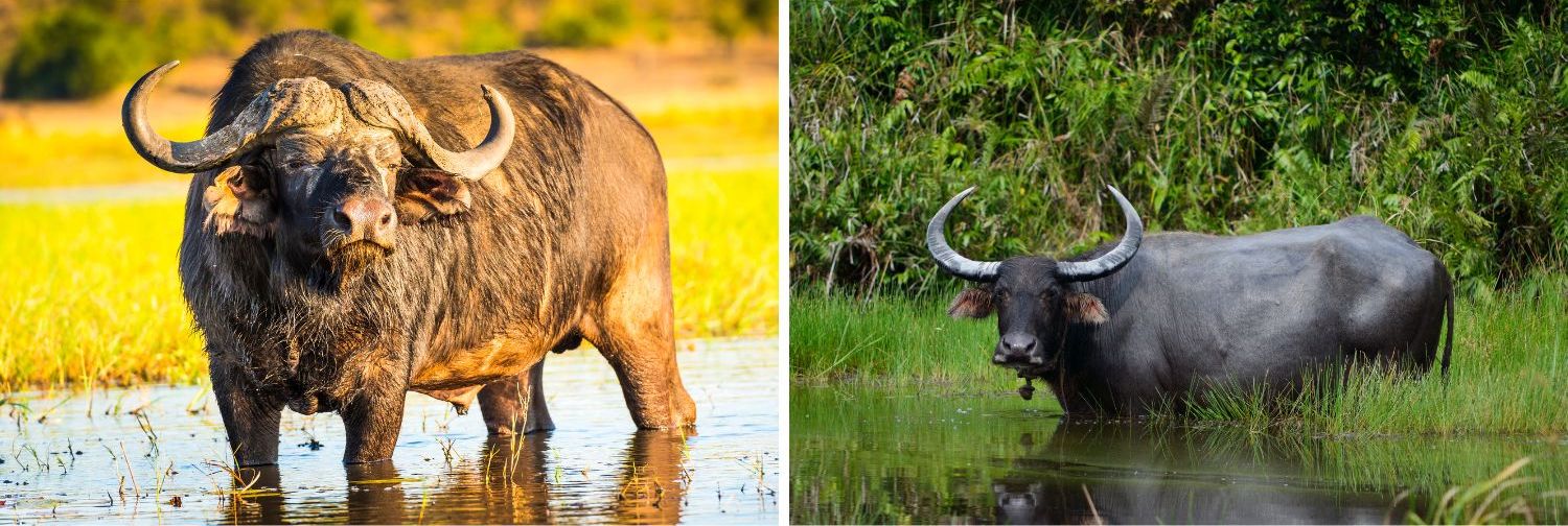 Buffalo vs. Water Buffalo: Untangling the Horned Confusion – AnimalPages