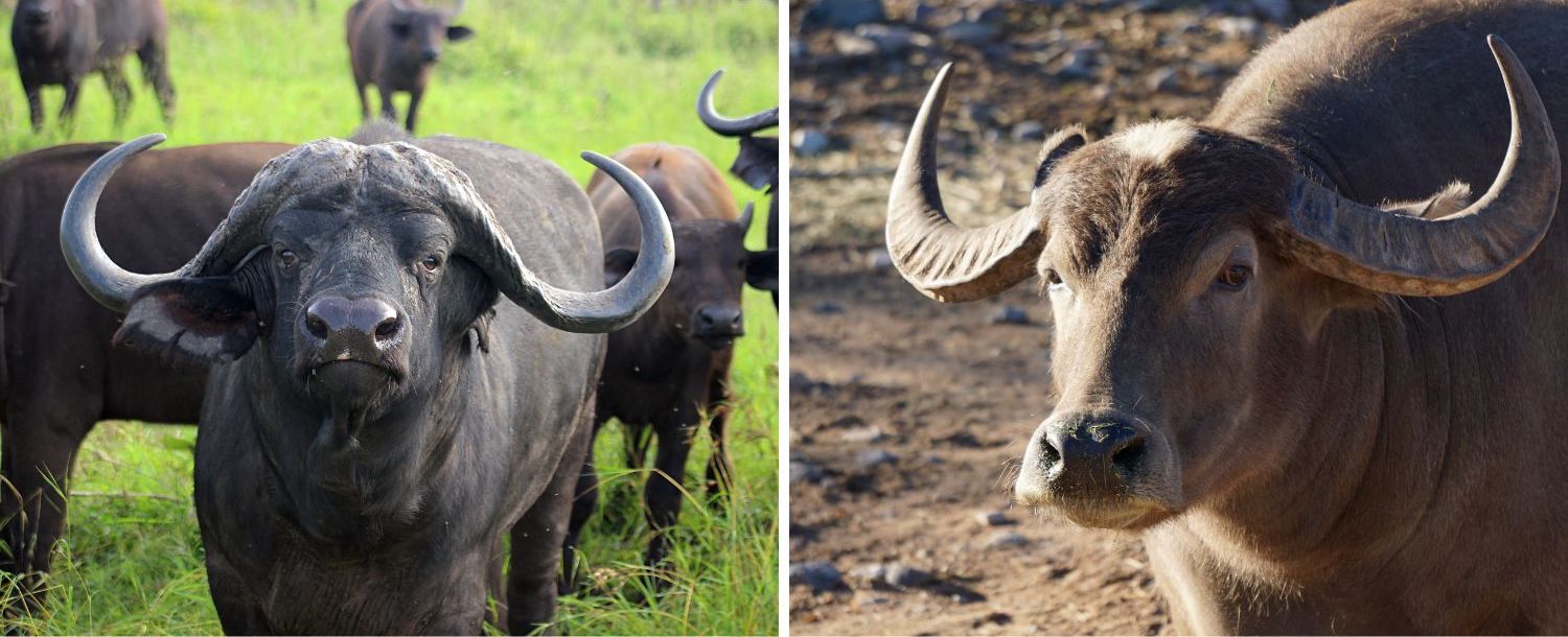 Buffalo vs. Water Buffalo: Untangling the Horned Confusion – AnimalPages