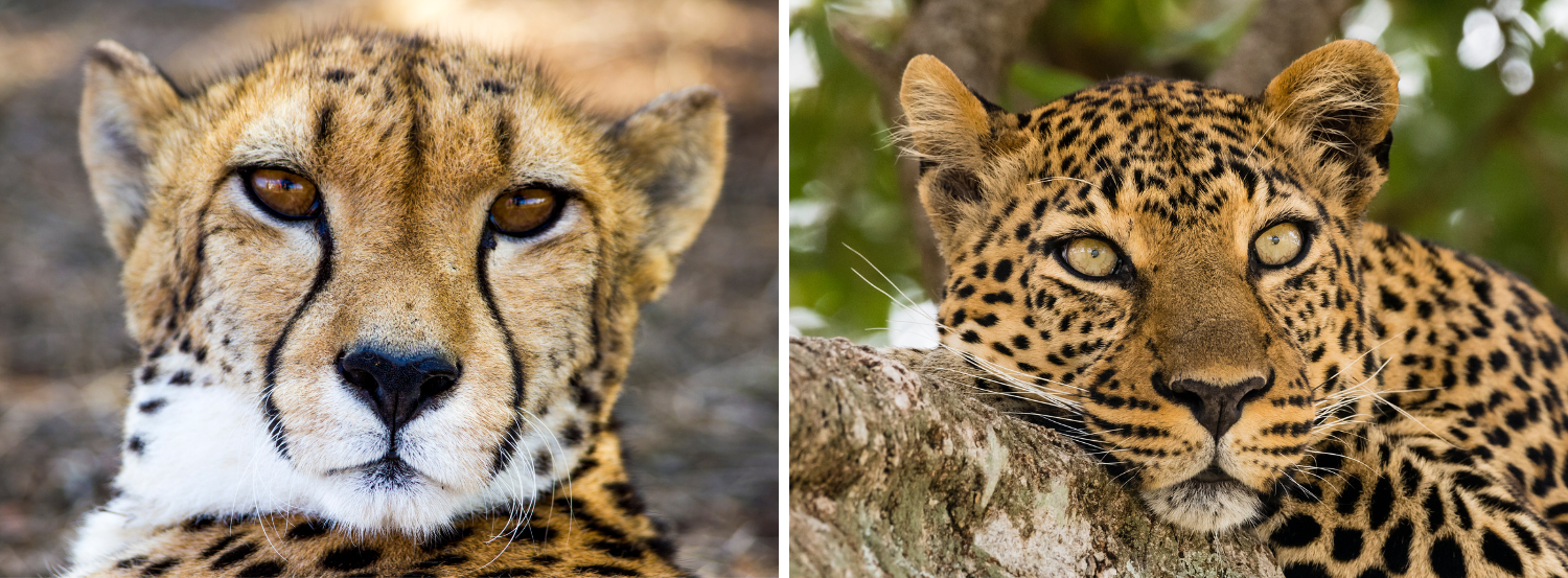 Cheetah vs. Leopard: Can You Spot the Difference? – AnimalPages