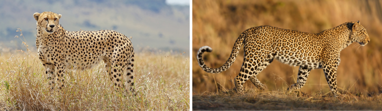 Cheetah vs. Leopard: Can You Spot the Difference? – AnimalPages