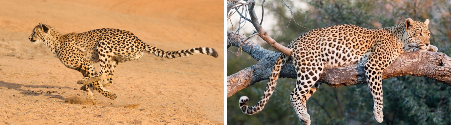 Cheetah vs. Leopard: Can You Spot the Difference? – AnimalPages