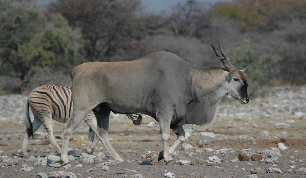 Meet the Eland – AnimalPages