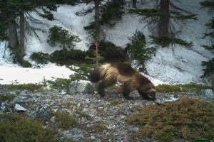 10 Things to Know About Wolverines – AnimalPages
