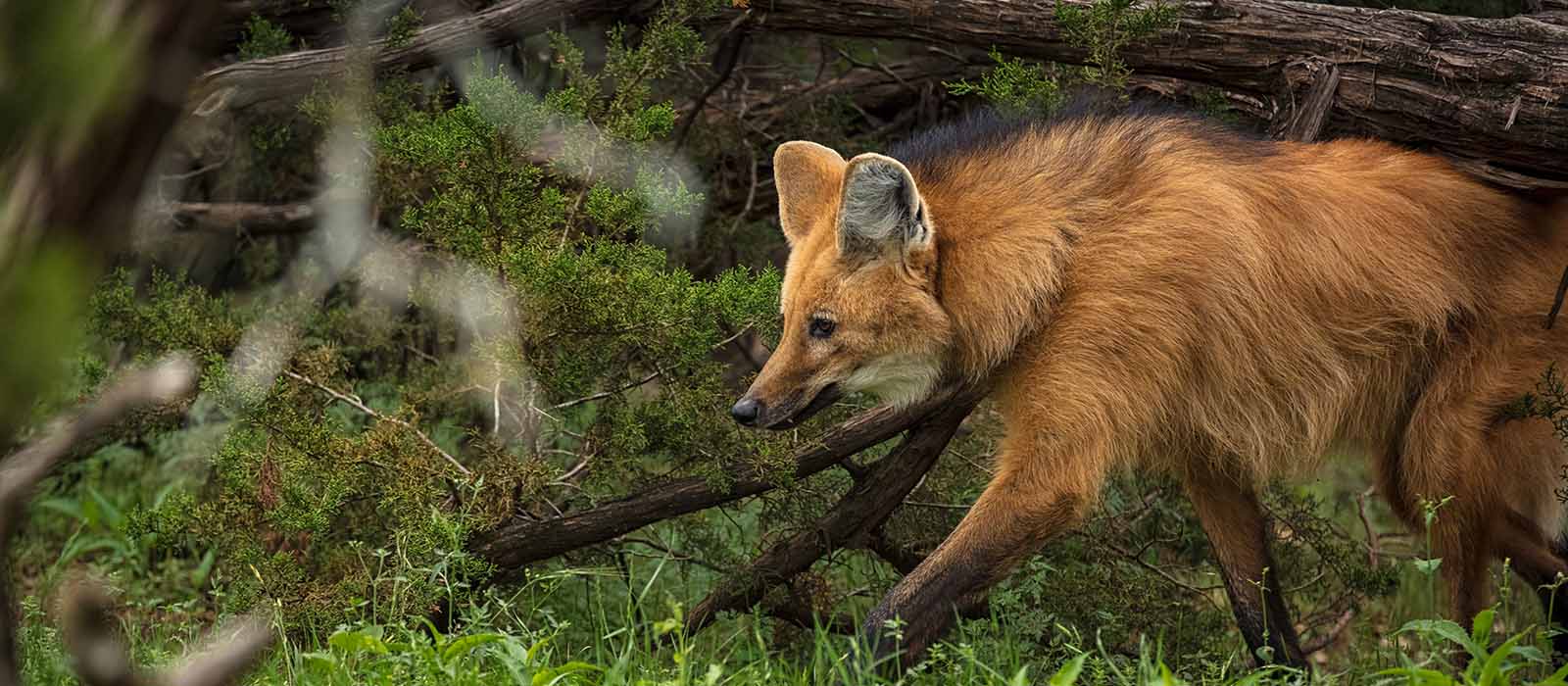 Meet the Maned Wolf: Neither Wolf nor Fox – AnimalPages