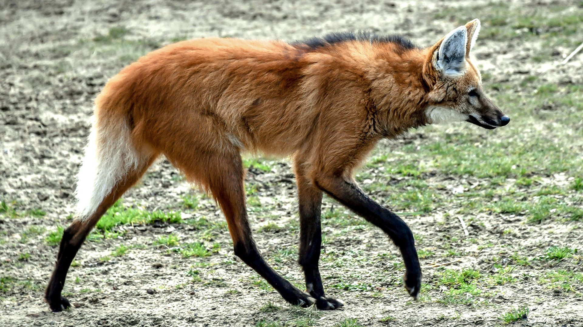 Meet the Maned Wolf: Neither Wolf nor Fox – AnimalPages