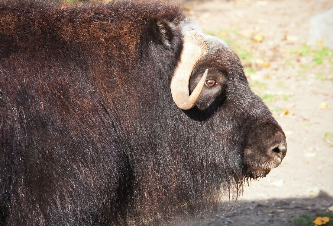Meet the Muskox – AnimalPages