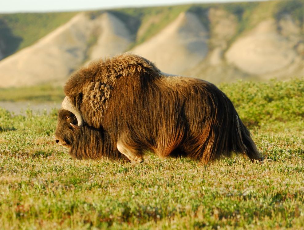 Meet the Muskox – AnimalPages