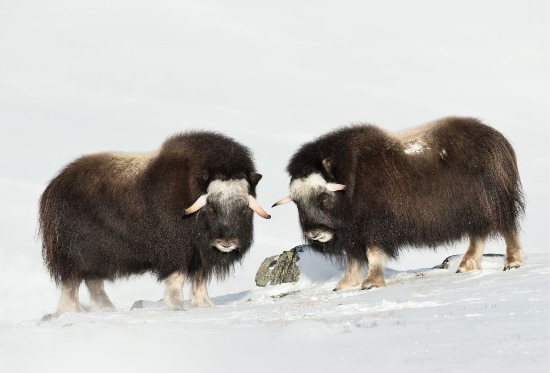 Meet the Muskox – AnimalPages