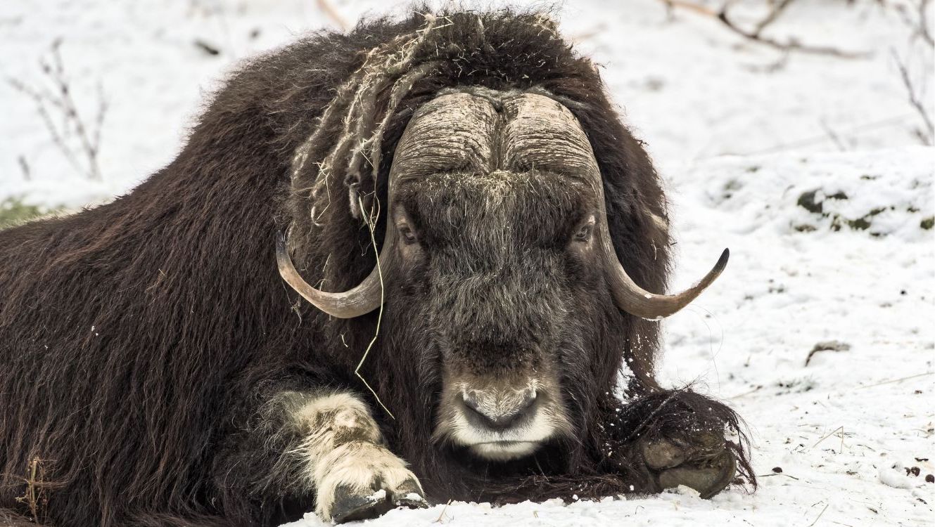 Meet the Muskox – AnimalPages