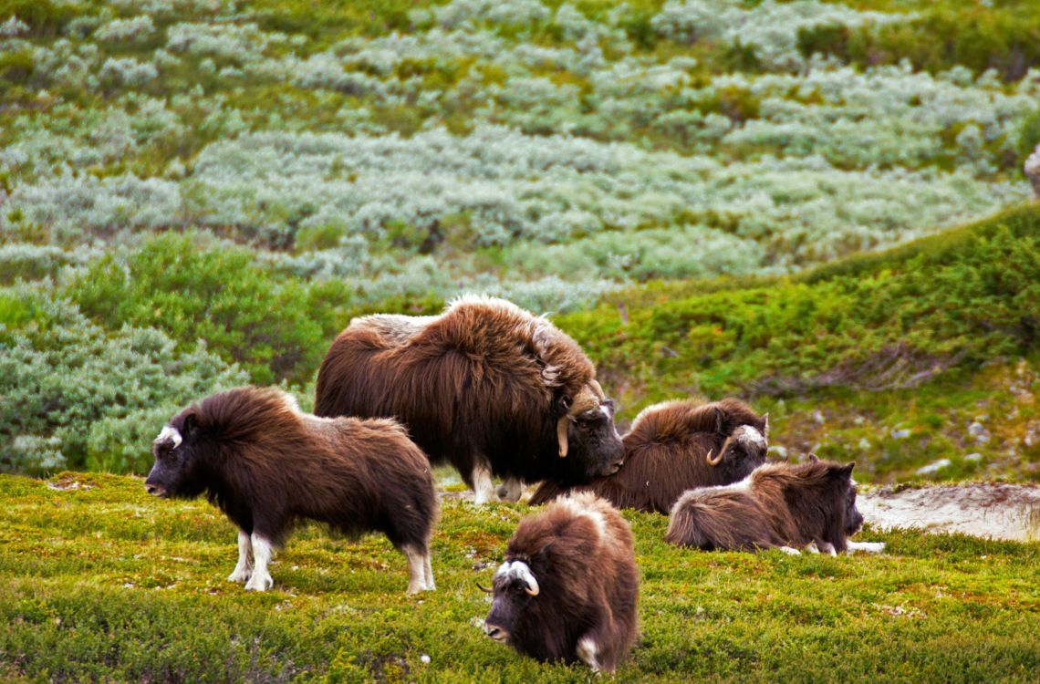 Meet the Muskox – AnimalPages