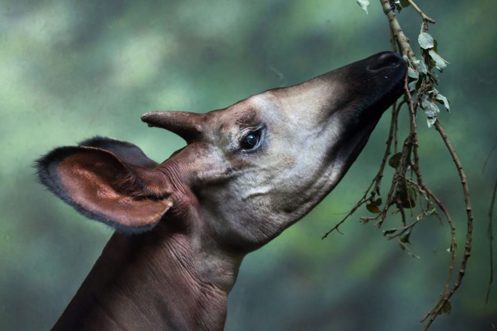 Meet the Okapi – AnimalPages