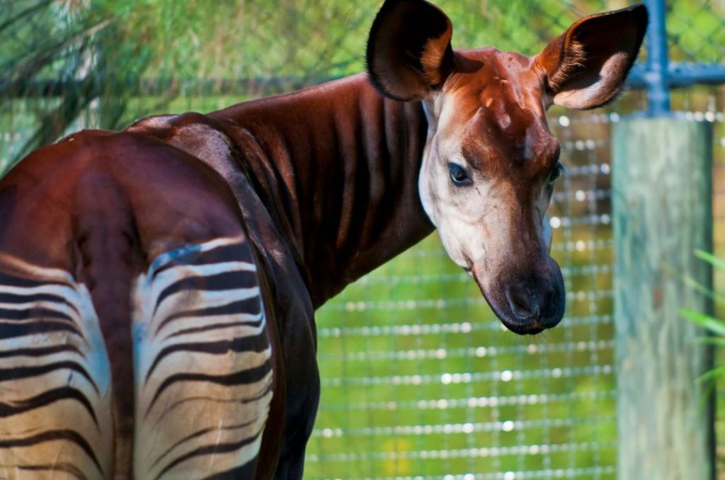 Meet the Okapi – AnimalPages