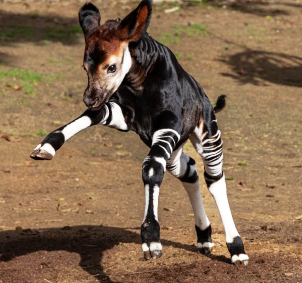 Meet the Okapi – AnimalPages