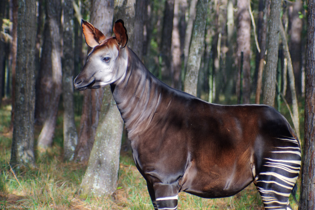 Meet the Okapi – AnimalPages