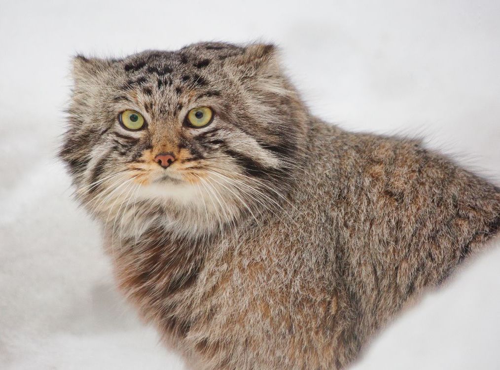 Meet the Pallas’s Cat – AnimalPages