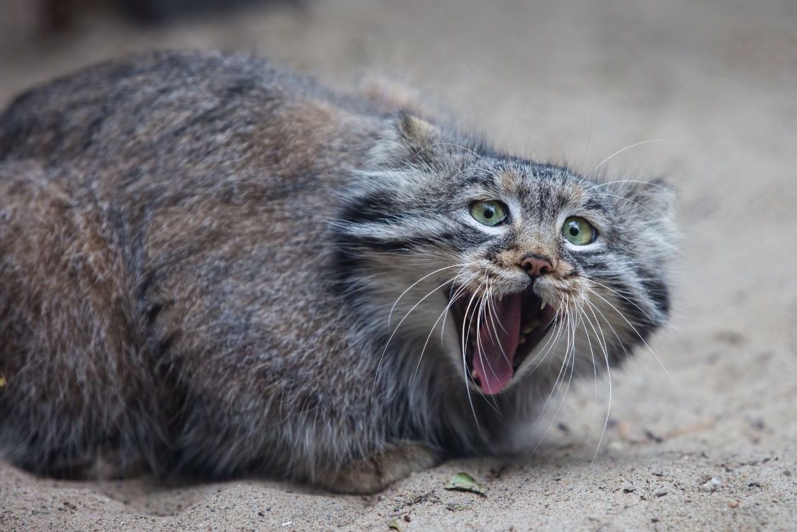 Meet the Pallas’s Cat – AnimalPages