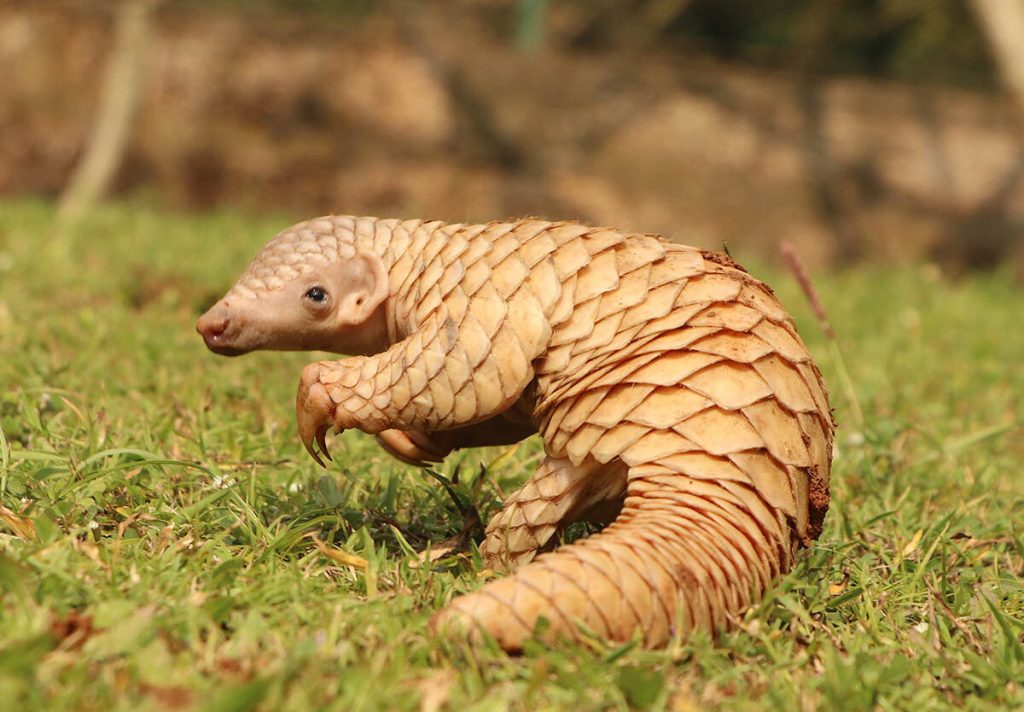 Meet the Pangolin - AnimalPages