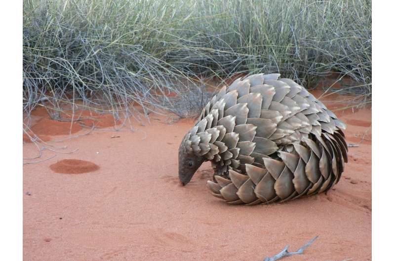 Meet the Pangolin – AnimalPages