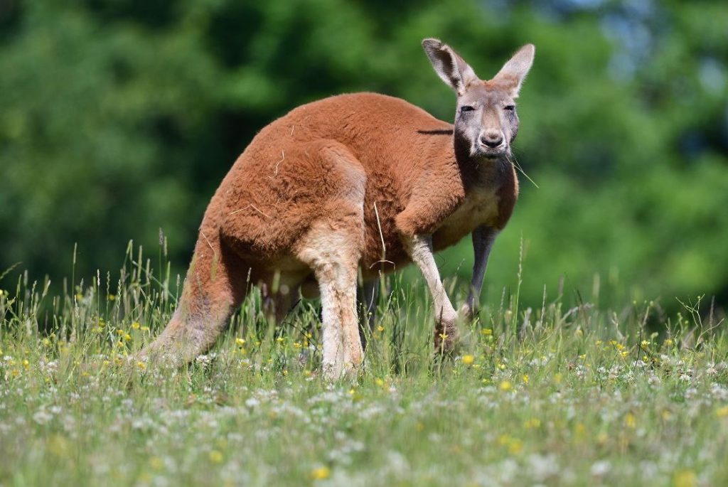 FAQ: Red Kangaroo – AnimalPages