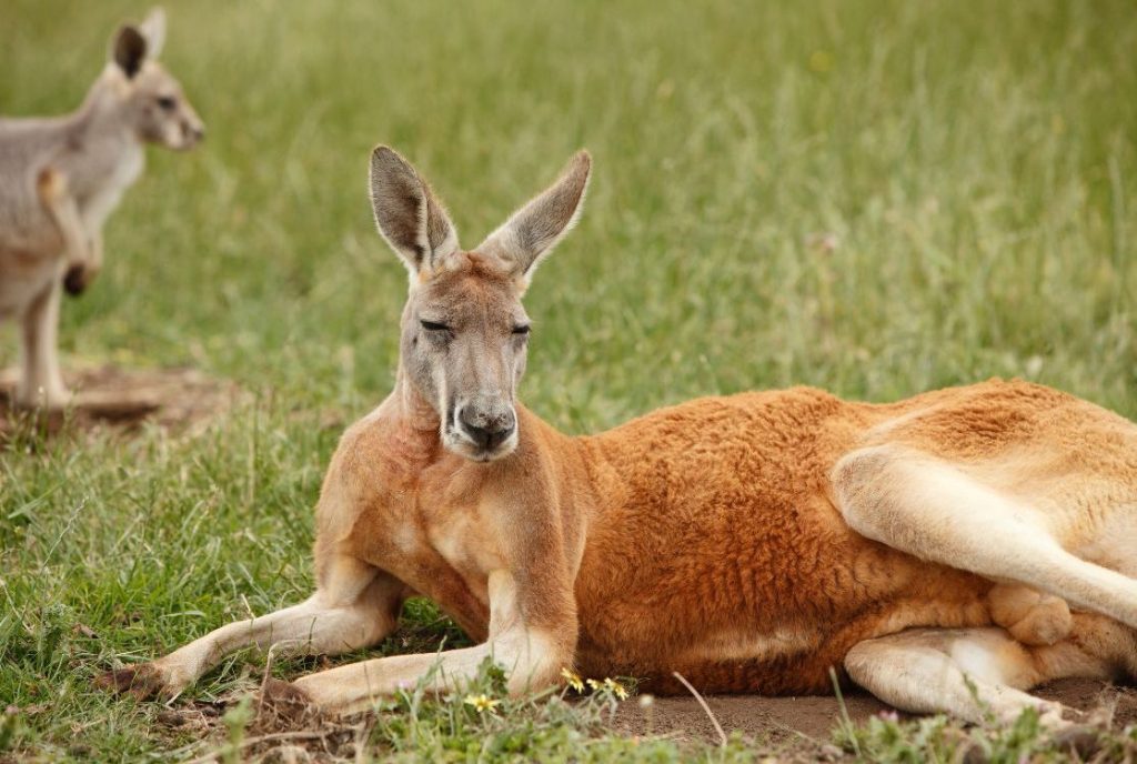 FAQ: Red Kangaroo – AnimalPages