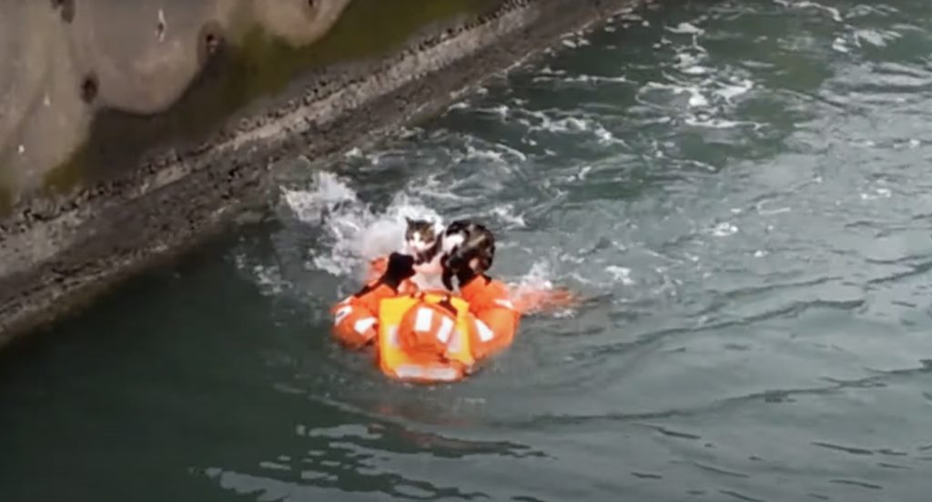 Swedish Cat Rescues – AnimalPages