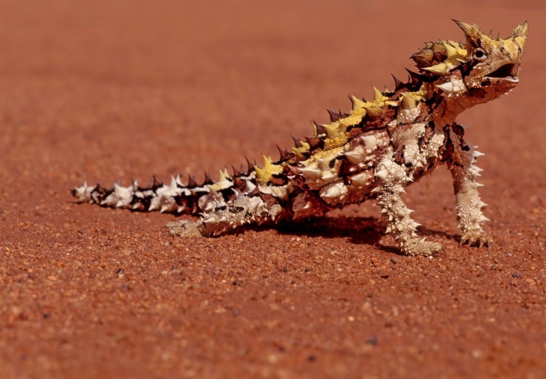 Meet the Thorny Devil – AnimalPages