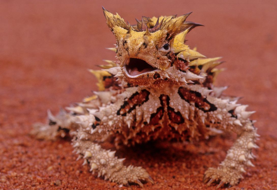 Meet the Thorny Devil – AnimalPages