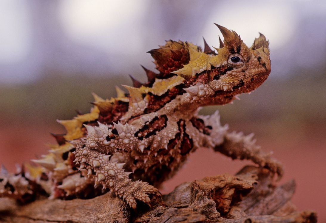 Meet the Thorny Devil – AnimalPages