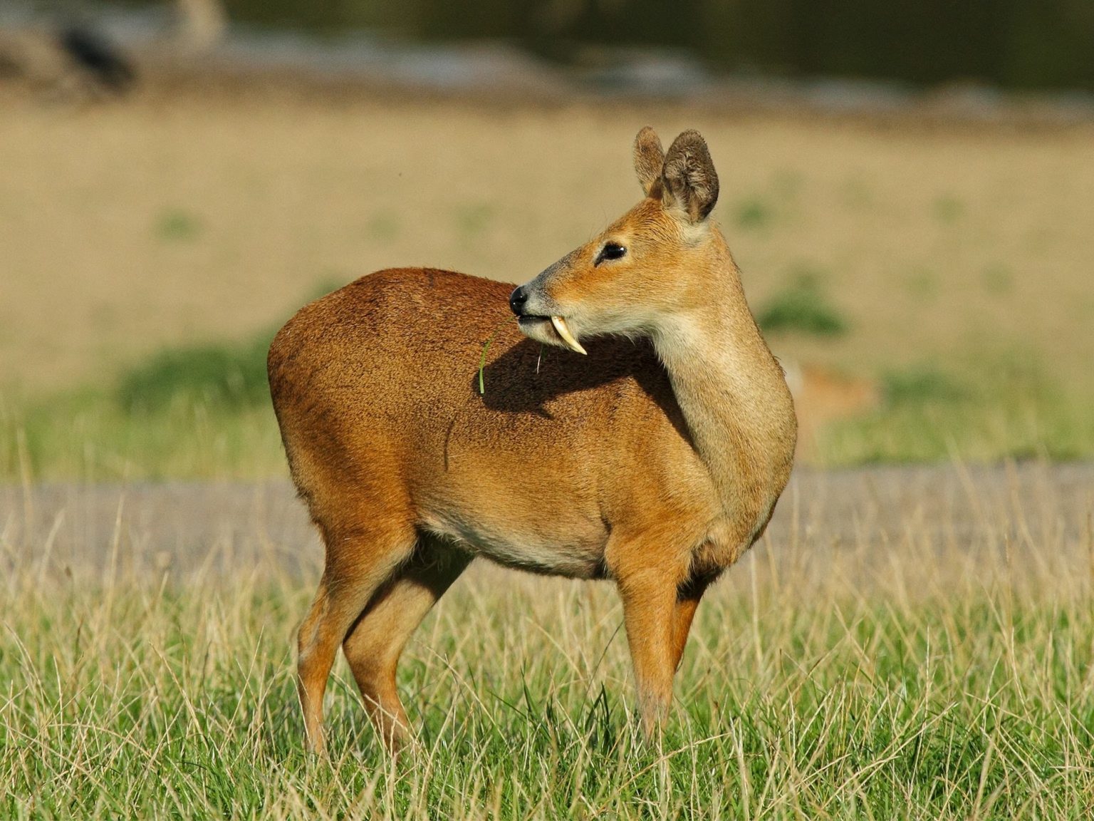 Meet the Chinese Water Deer – AnimalPages