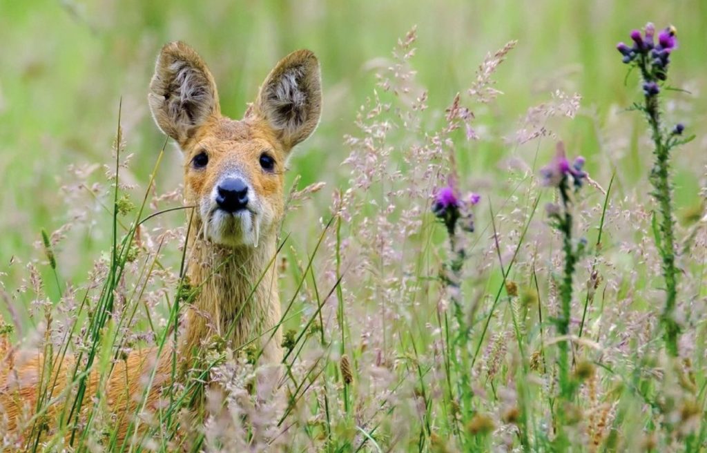 Meet the Chinese Water Deer – AnimalPages