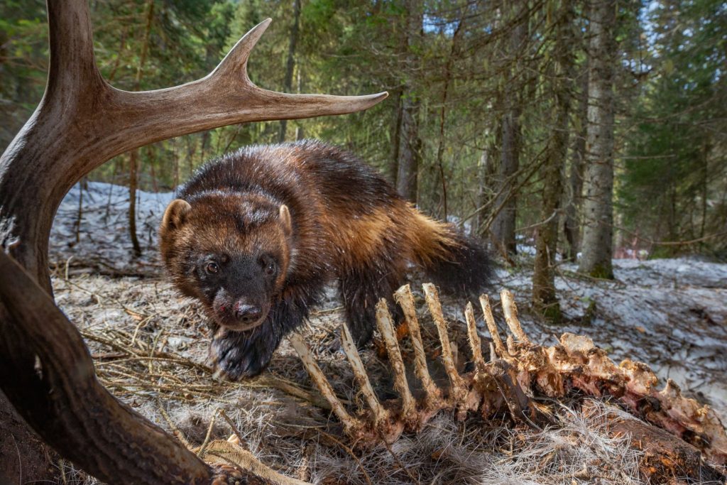 10 Things to Know About Wolverines – AnimalPages