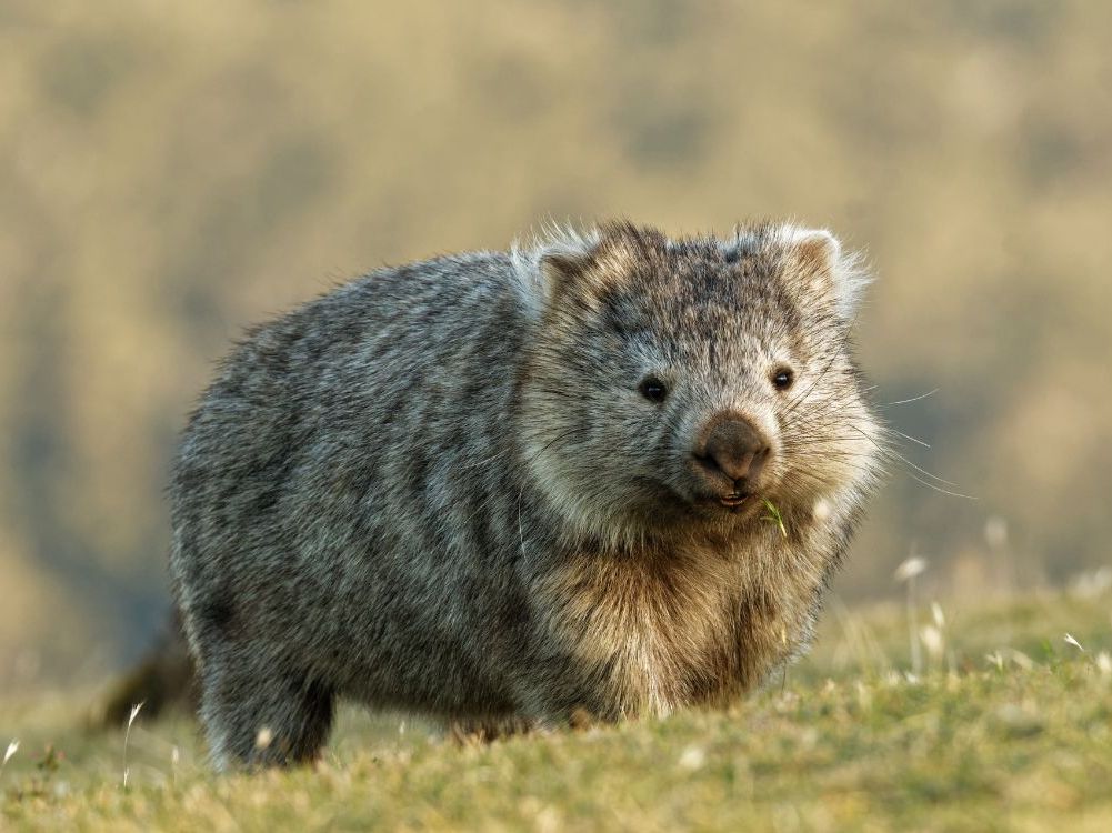 Meet the Wombat – AnimalPages