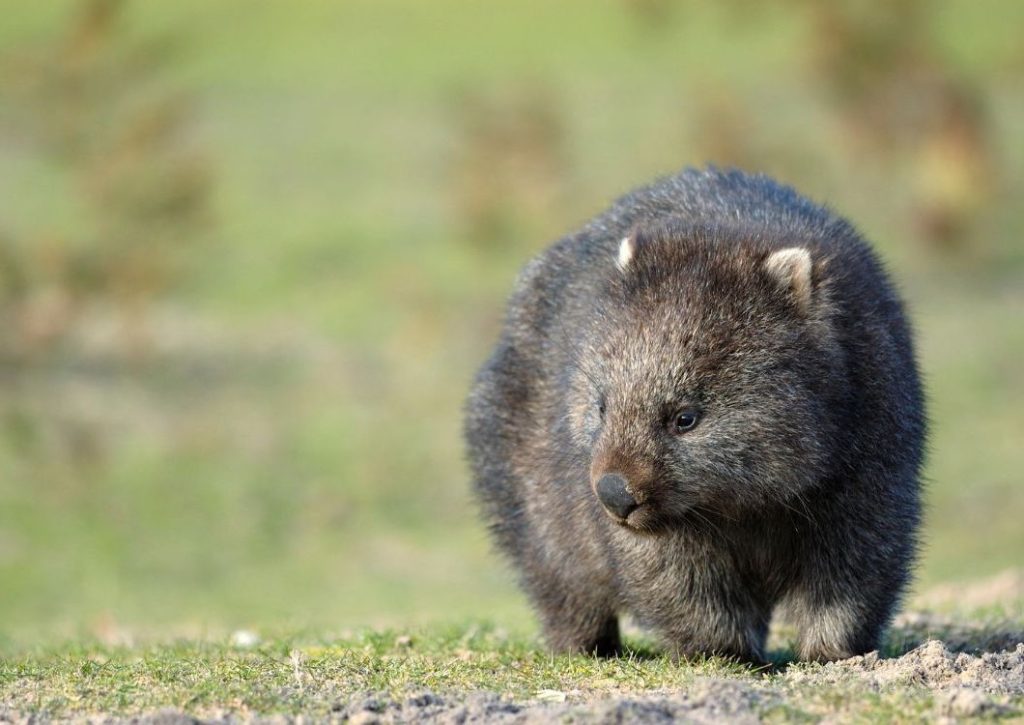 Meet the Wombat – AnimalPages