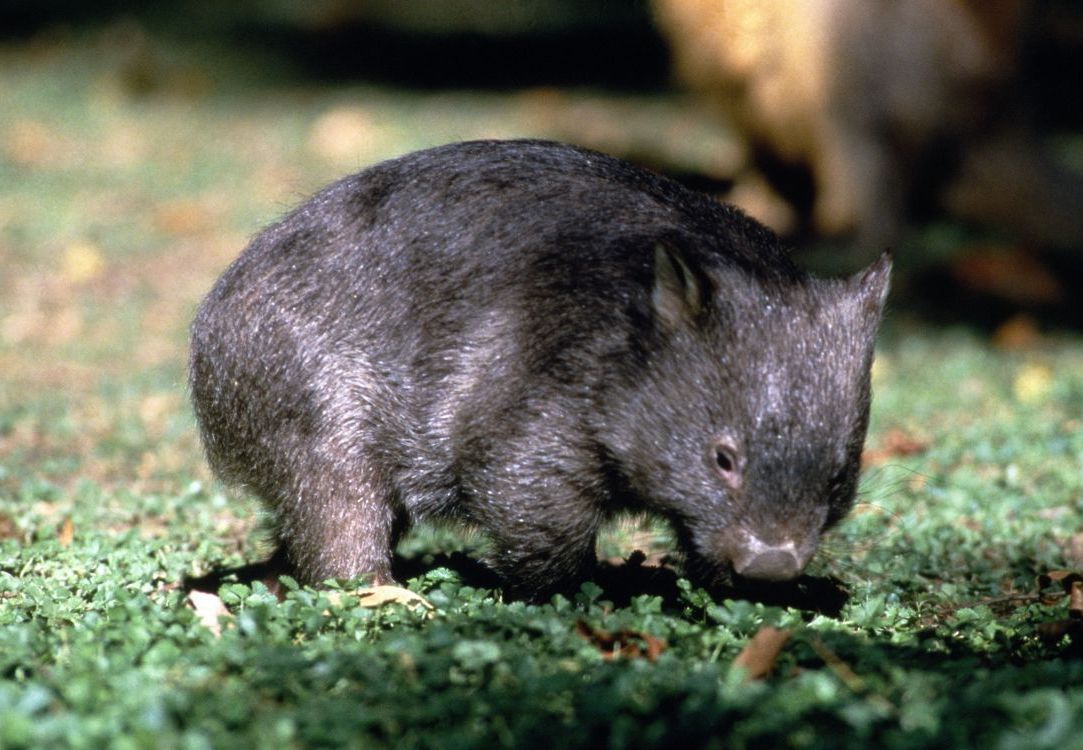 Meet the Wombat – AnimalPages