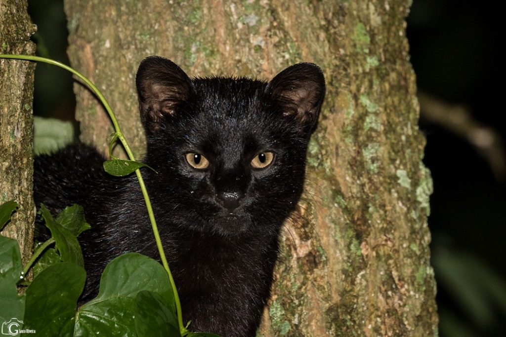 Meet the Geoffroy’s Cat – AnimalPages