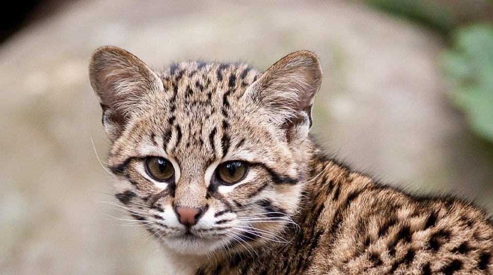 Meet the Geoffroy’s Cat – AnimalPages