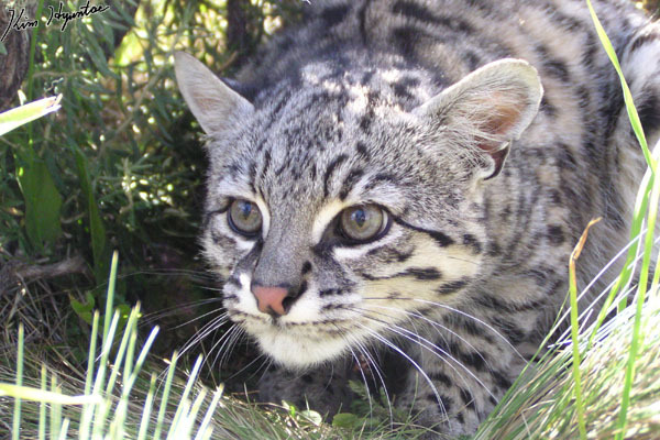 Meet the Geoffroy’s Cat – AnimalPages