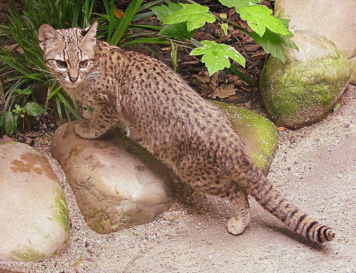 Meet the Geoffroy’s Cat – AnimalPages