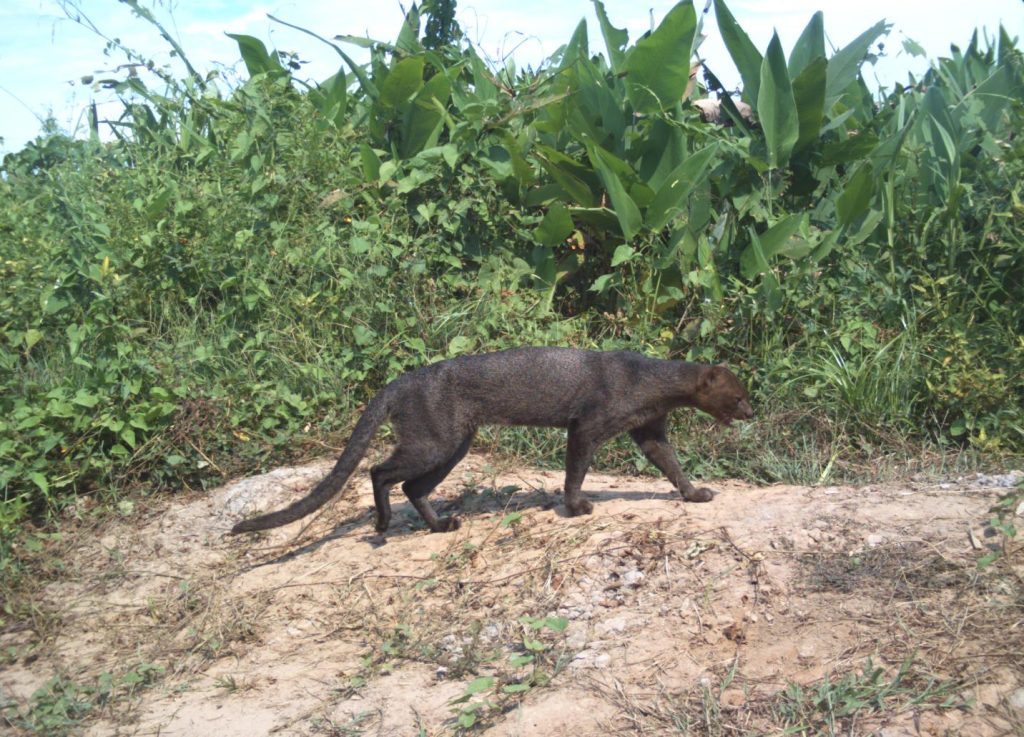 Meet the Jaguarundi – AnimalPages
