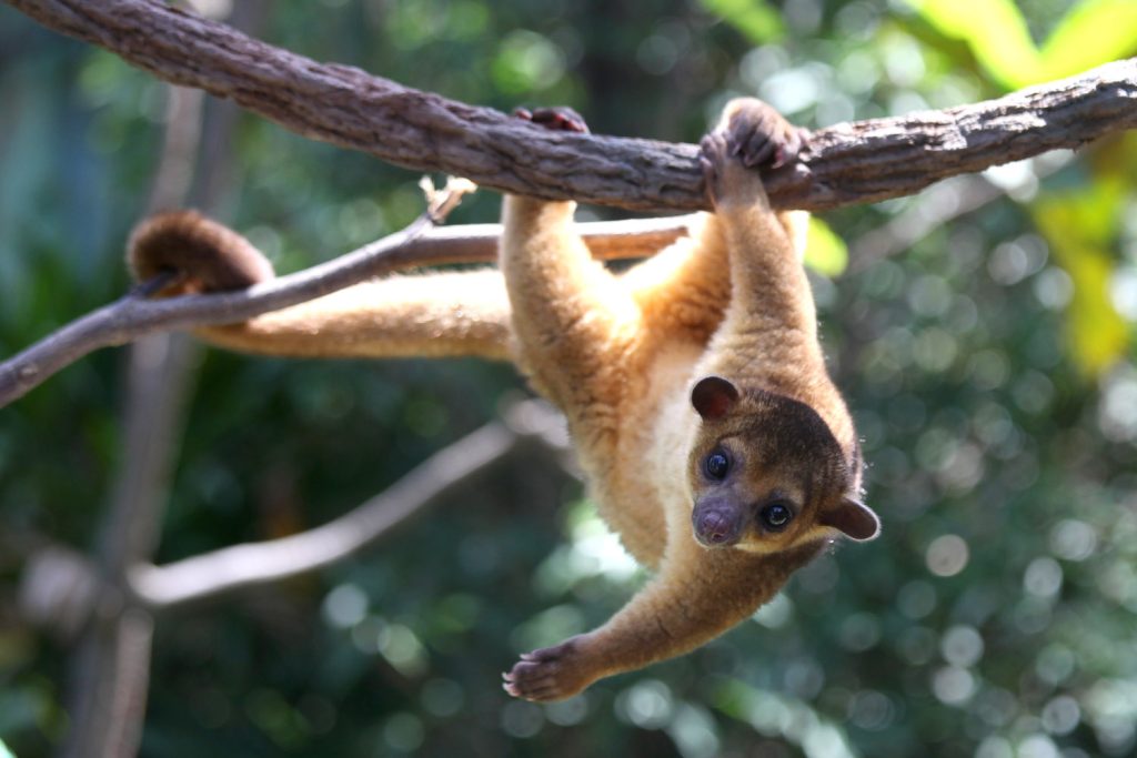 FAQ: Top 11 Questions About Kinkajous – AnimalPages