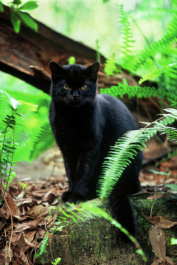 Meet the Geoffroy’s Cat – AnimalPages