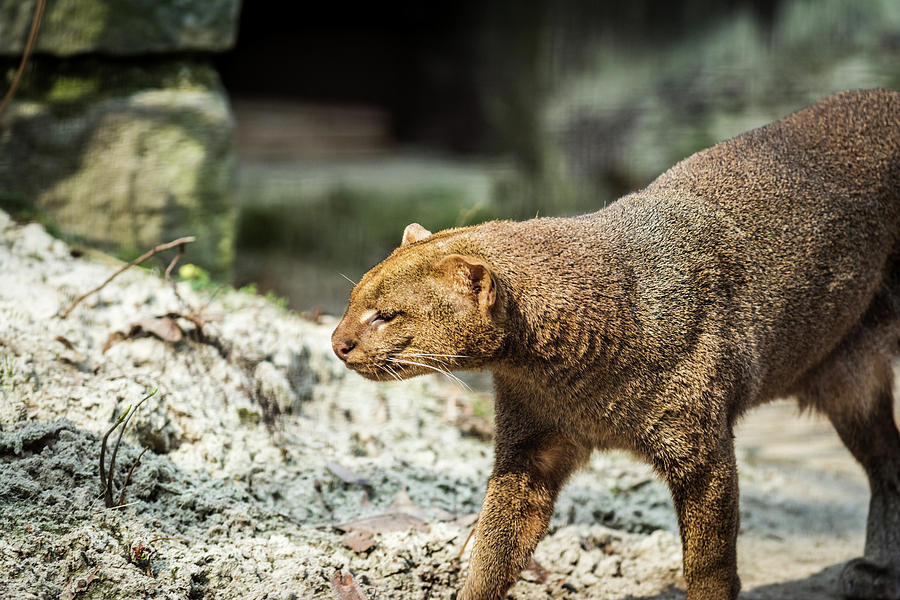 Meet the Jaguarundi – AnimalPages