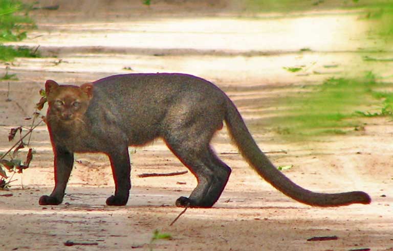 Meet the Jaguarundi – AnimalPages