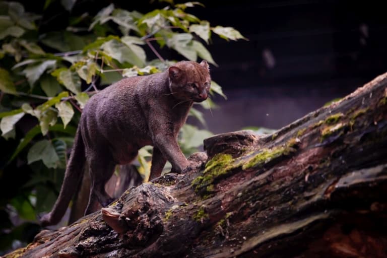 Meet the Jaguarundi – AnimalPages