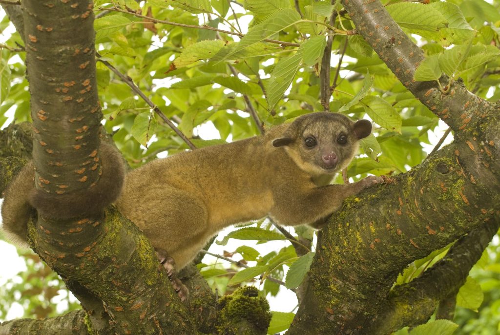 Meet the Kinkajou – AnimalPages