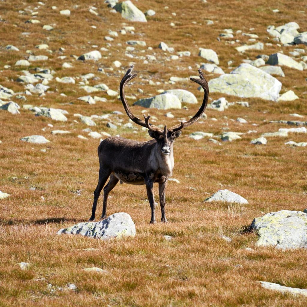 FAQ: What’s the Difference Between Caribou and Reindeer? – AnimalPages