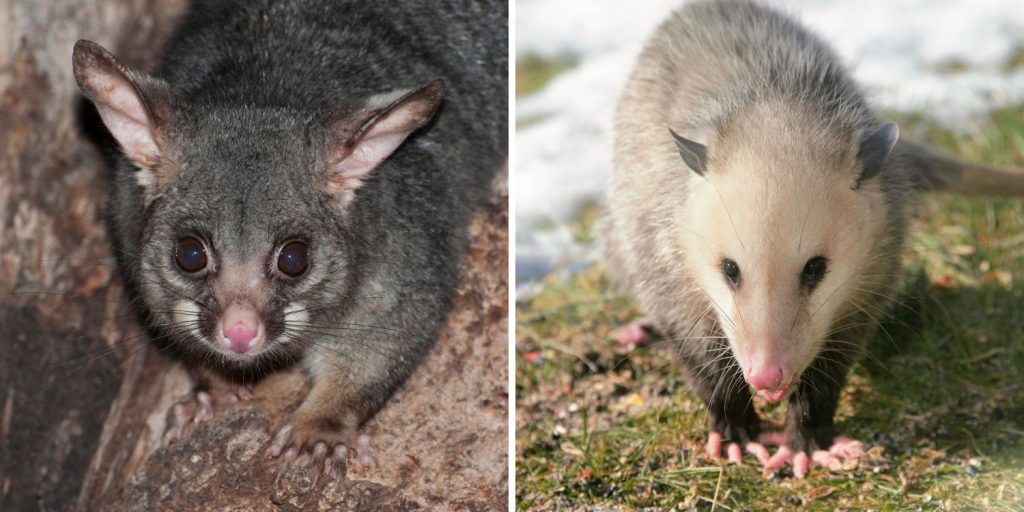 Possum vs Opossum – AnimalPages