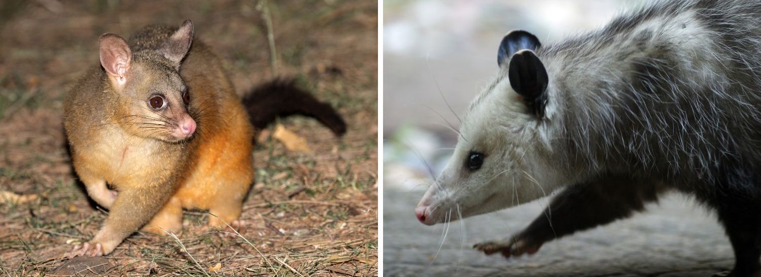 Possum vs Opossum – AnimalPages